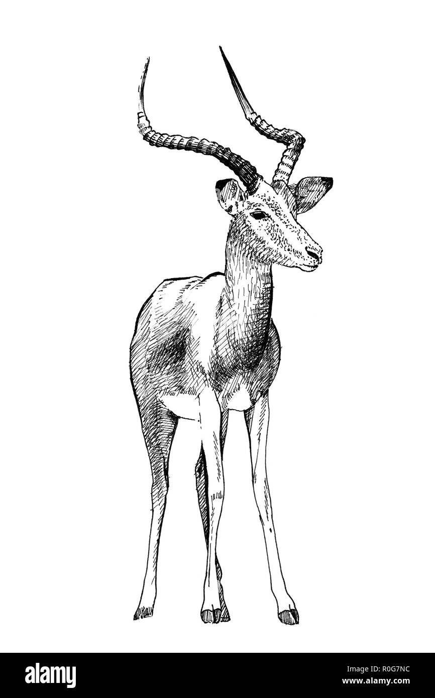 Impala hand drawn illustrations (originals, no tracing Stock Photo - Alamy