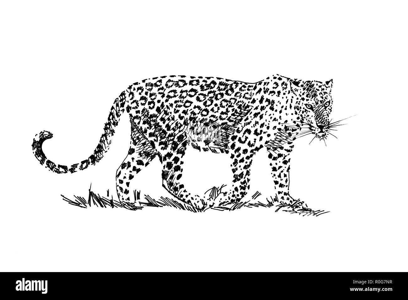 Leopard illustrations hi-res stock photography and images - Alamy