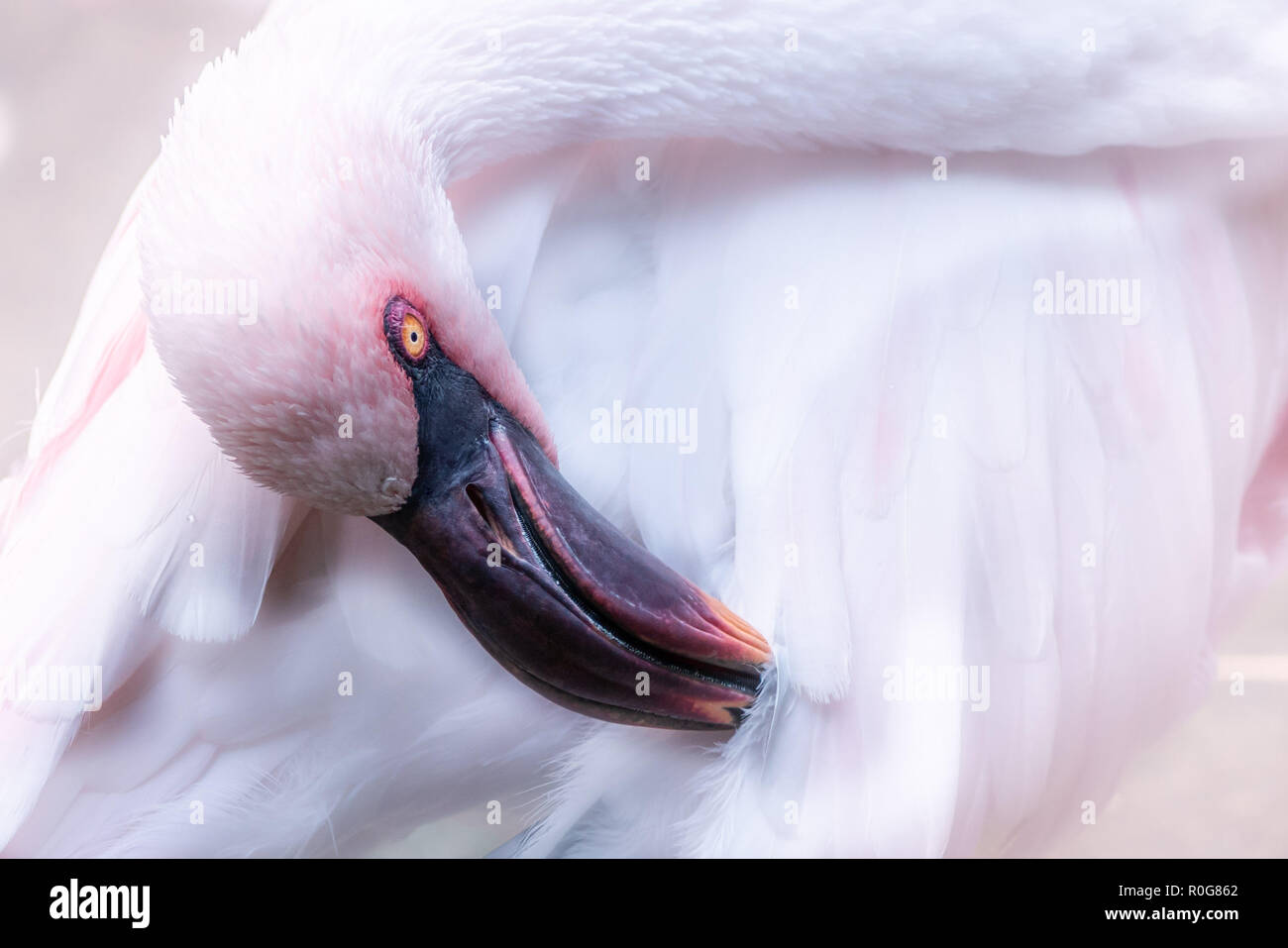 Flamingo cleaning hi-res stock photography and images - Alamy