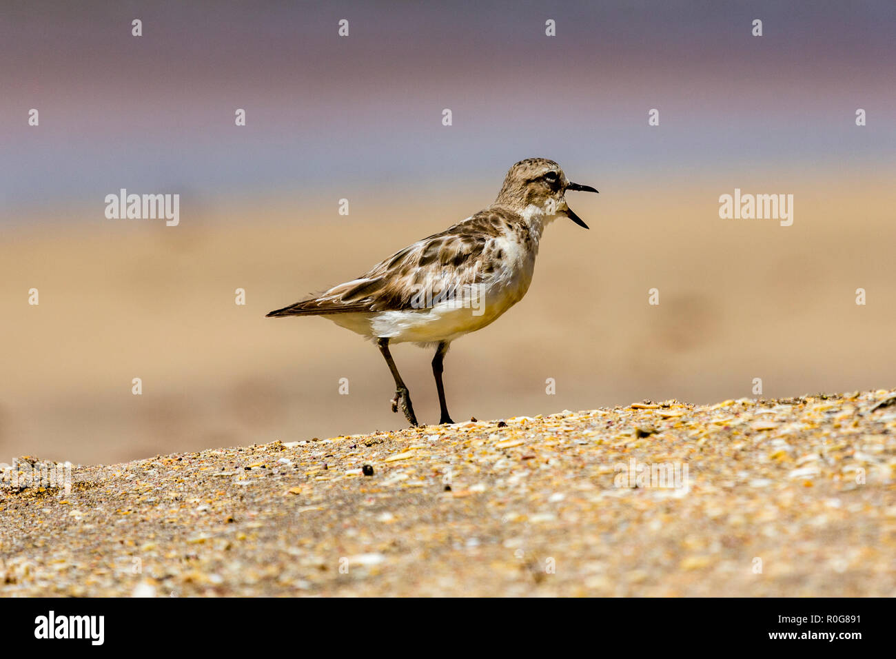 New zealand shore plover hi-res stock photography and images - Alamy