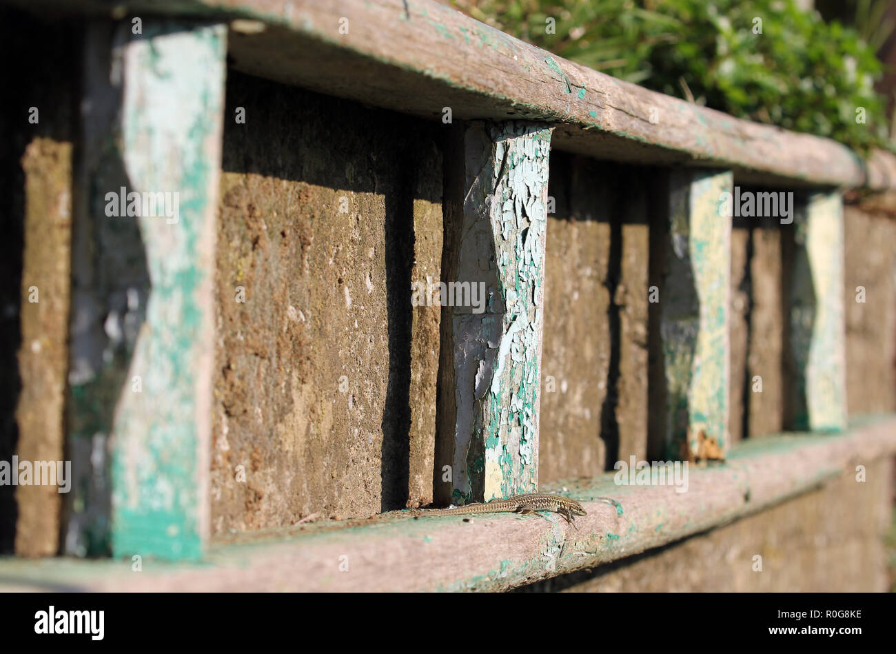 vineyard ladder Italy Stock Photo - Alamy