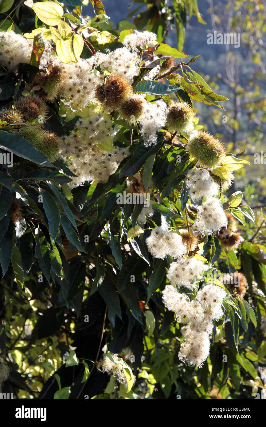 Flowering branches chestnut tree hi-res stock photography and images ...