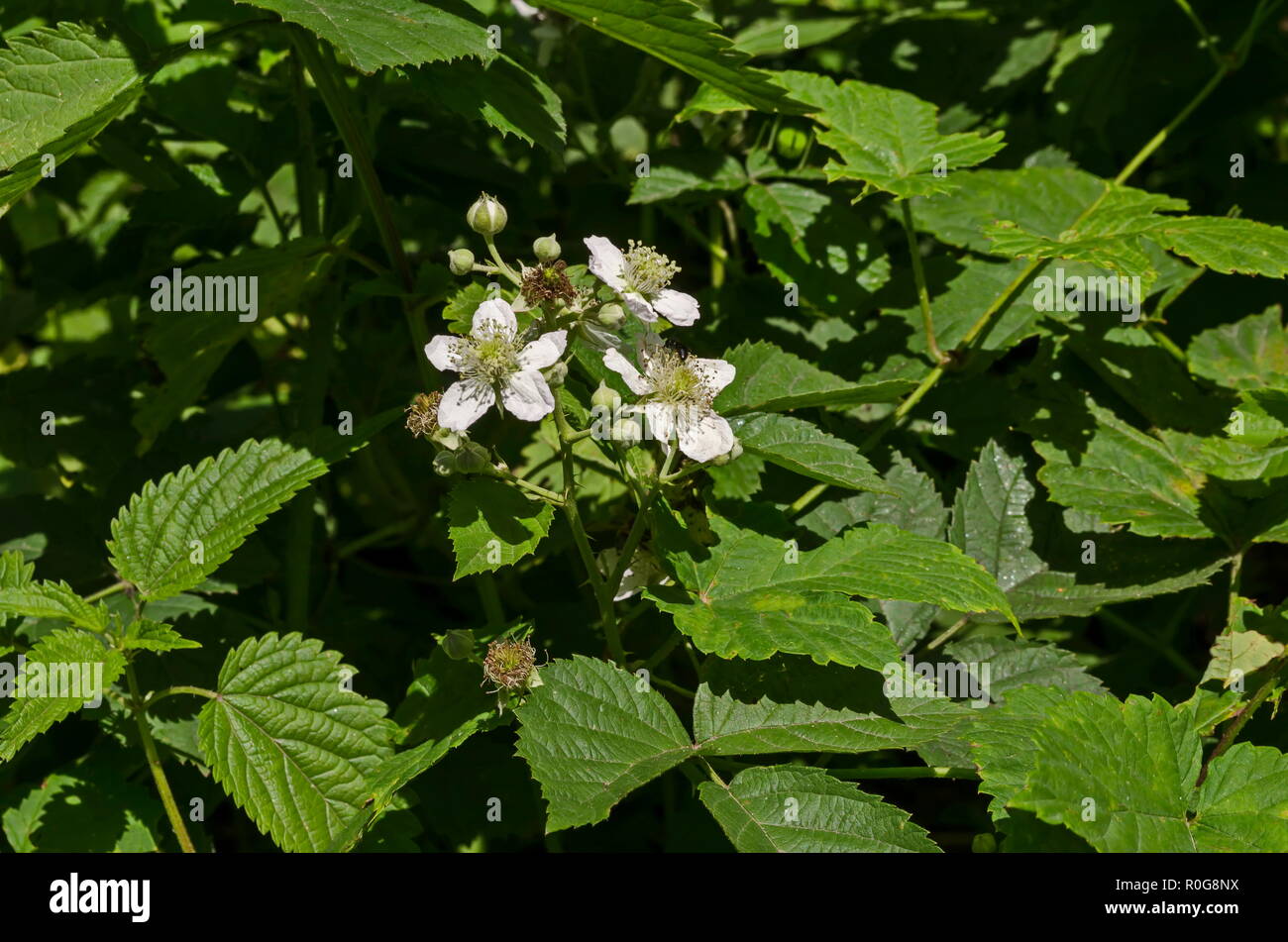 Vibrant white blackberry flowers in different stages of growth in the ...