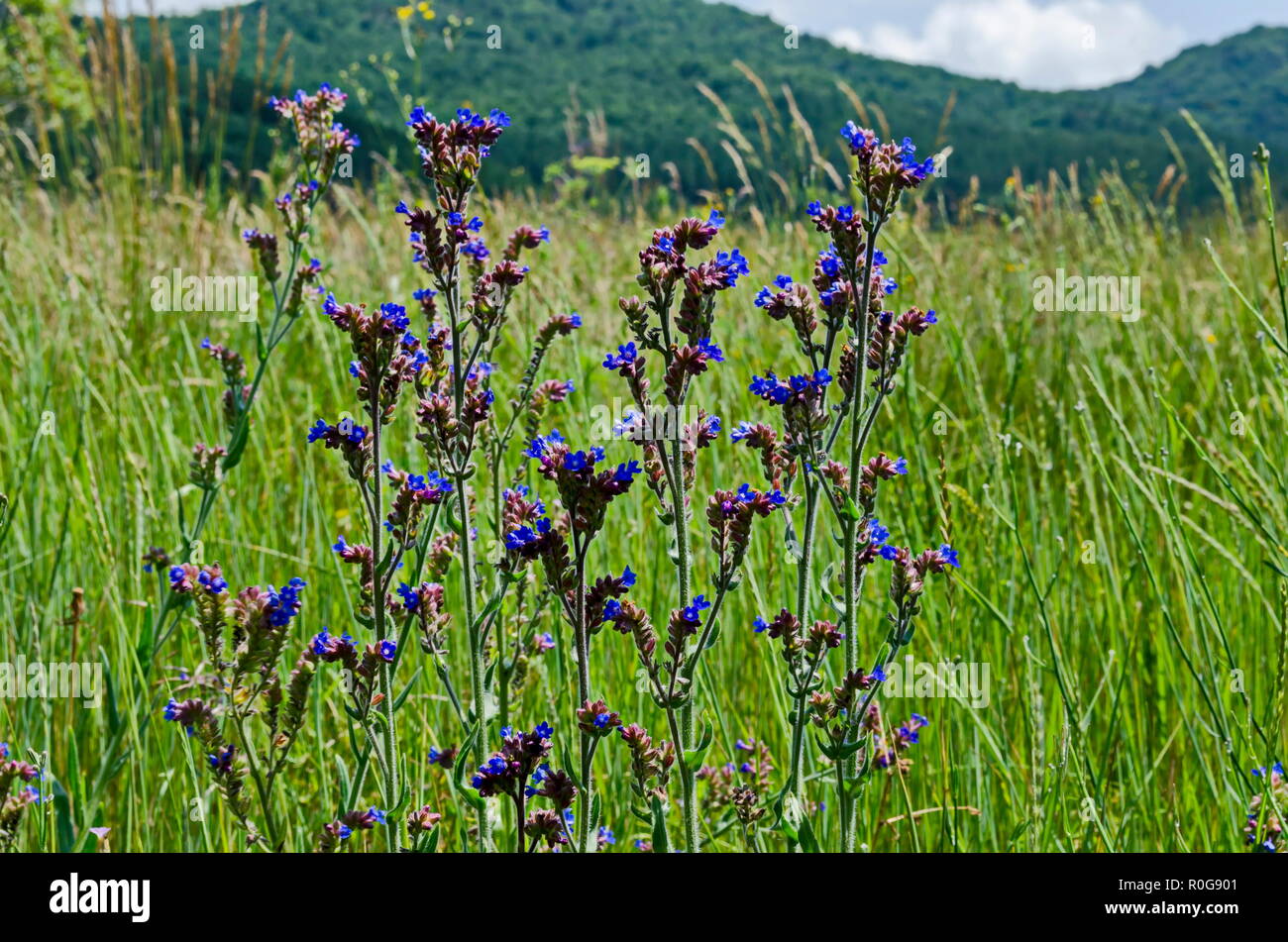Group blue tall wildflowers hi-res stock photography and images - Alamy