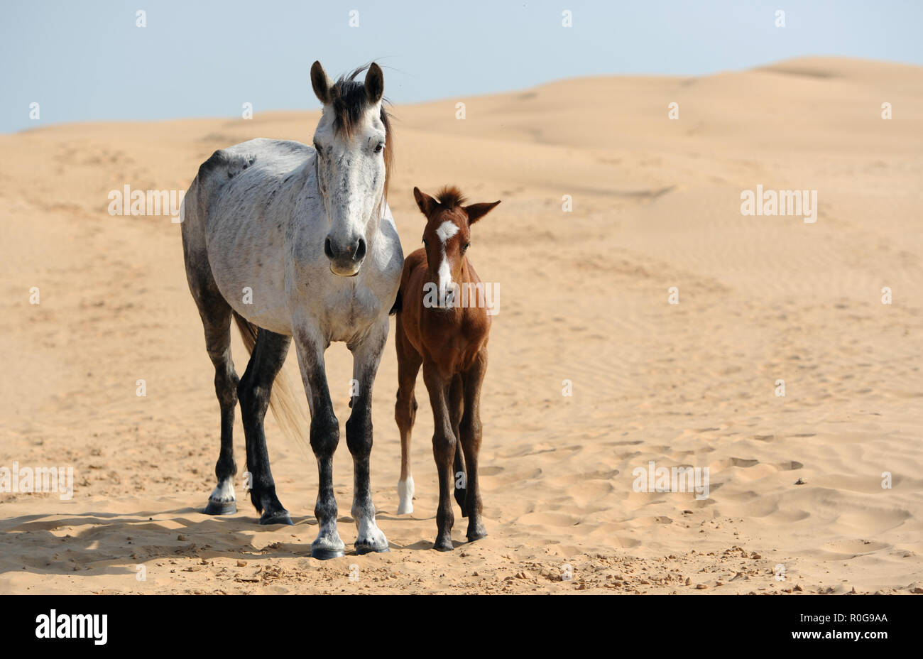 Sand dunes in the Russian desert, Russia, Astrakhan Stock Photo - Alamy