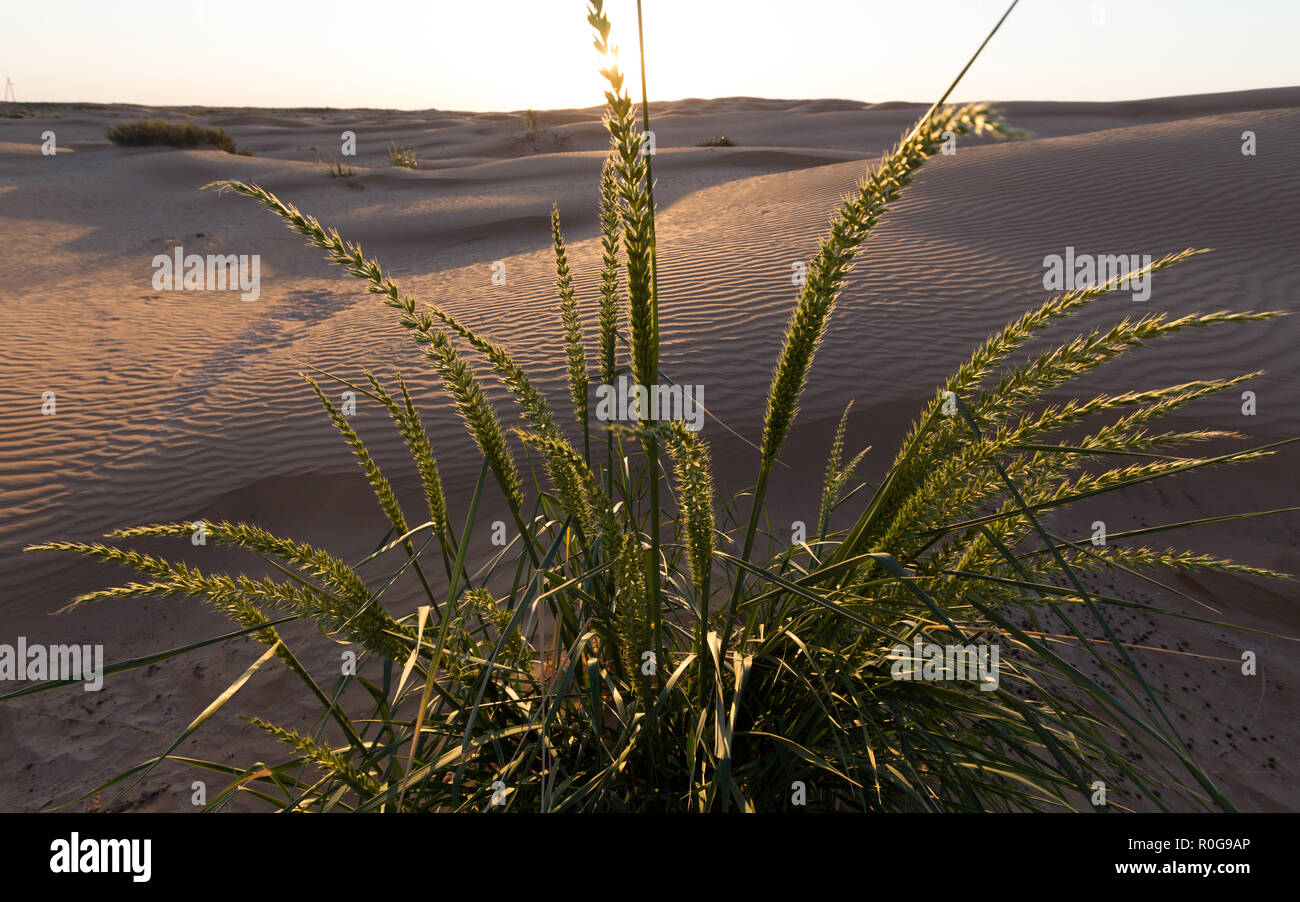 Sand dunes in the Russian desert, Russia, Astrakhan Stock Photo - Alamy