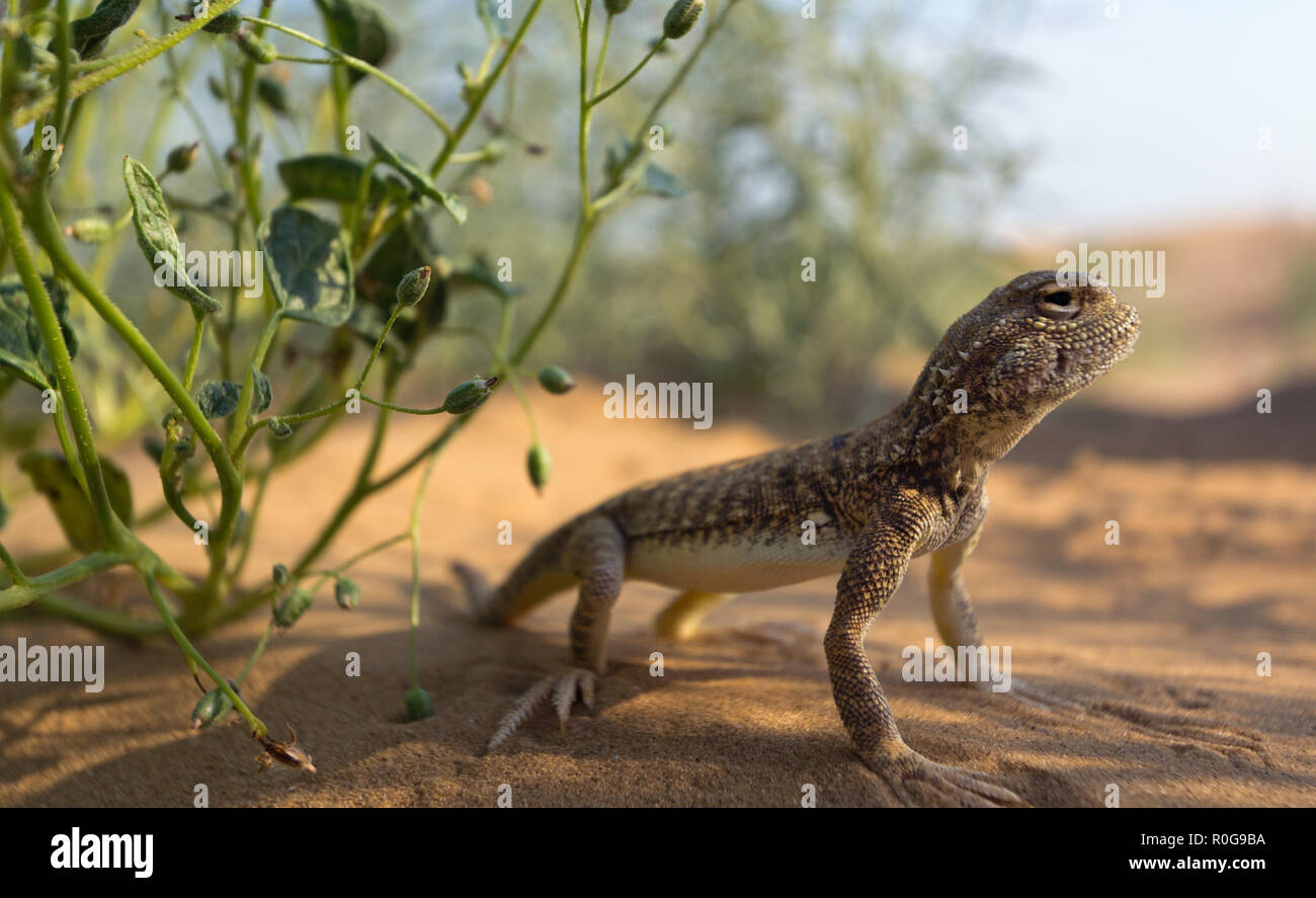 Toad in sand hi-res stock photography and images - Alamy