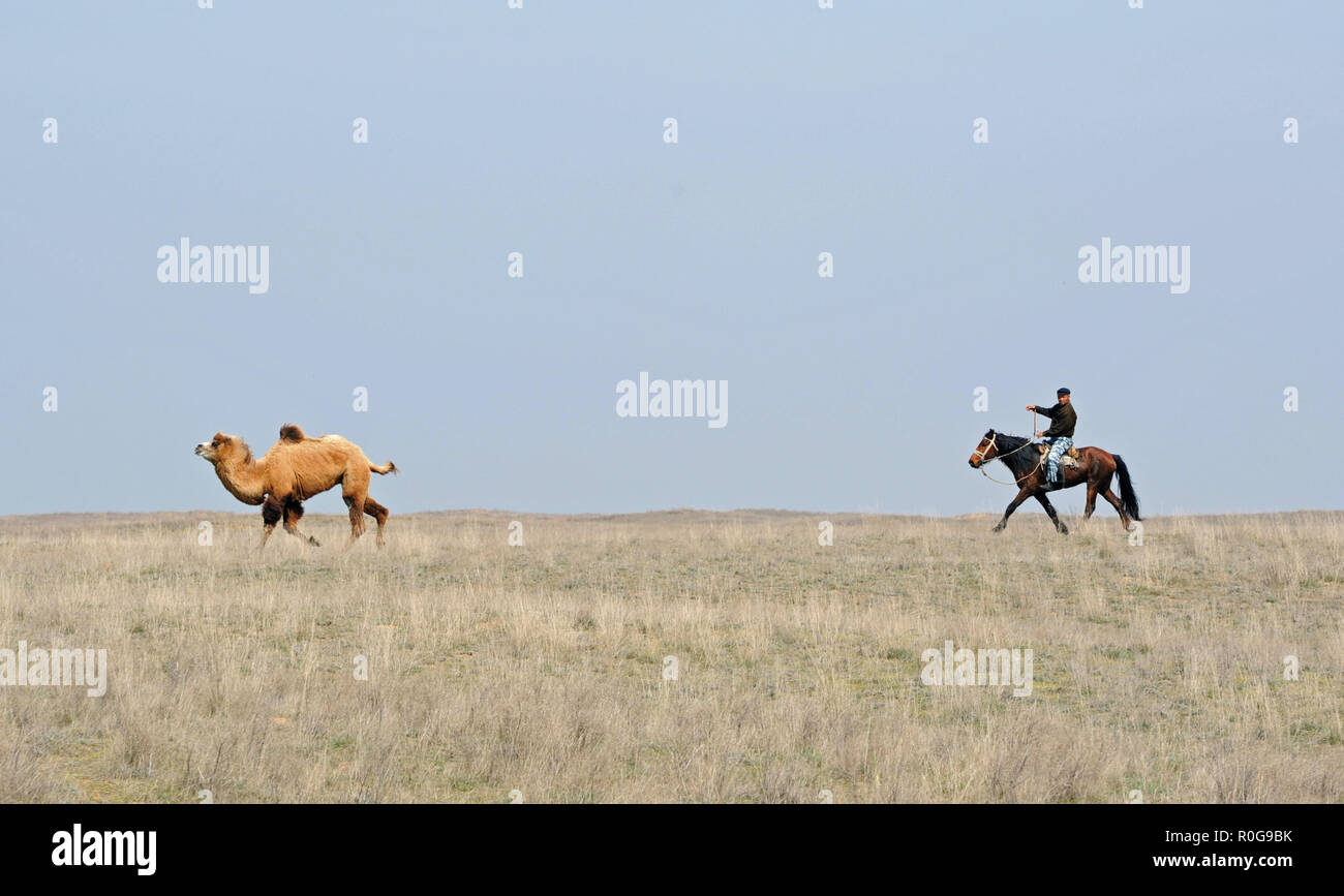 Bactrian camel with rider hi-res stock photography and images - Alamy