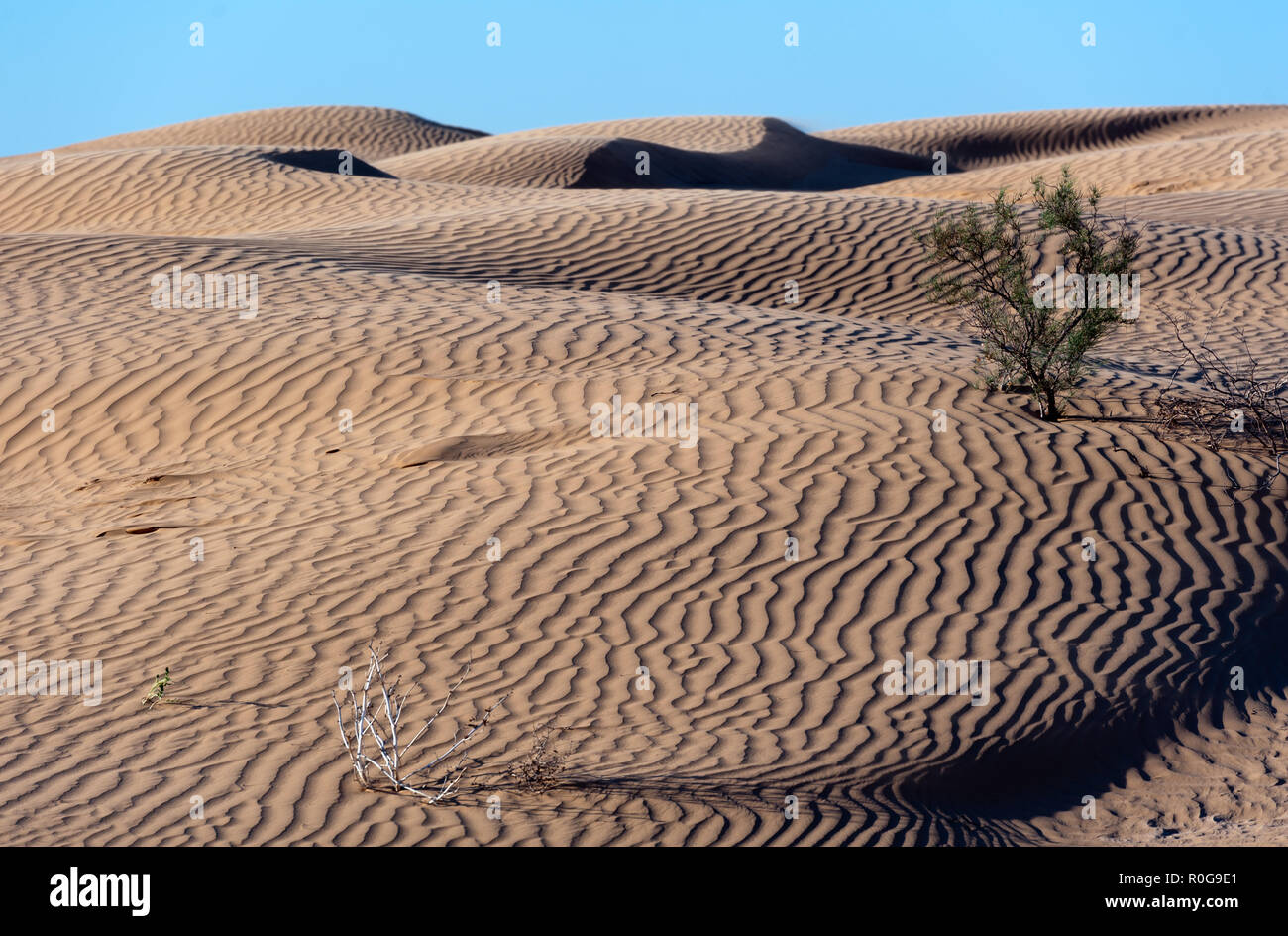 Sand dunes in the Russian desert, Russia, Astrakhan Stock Photo - Alamy