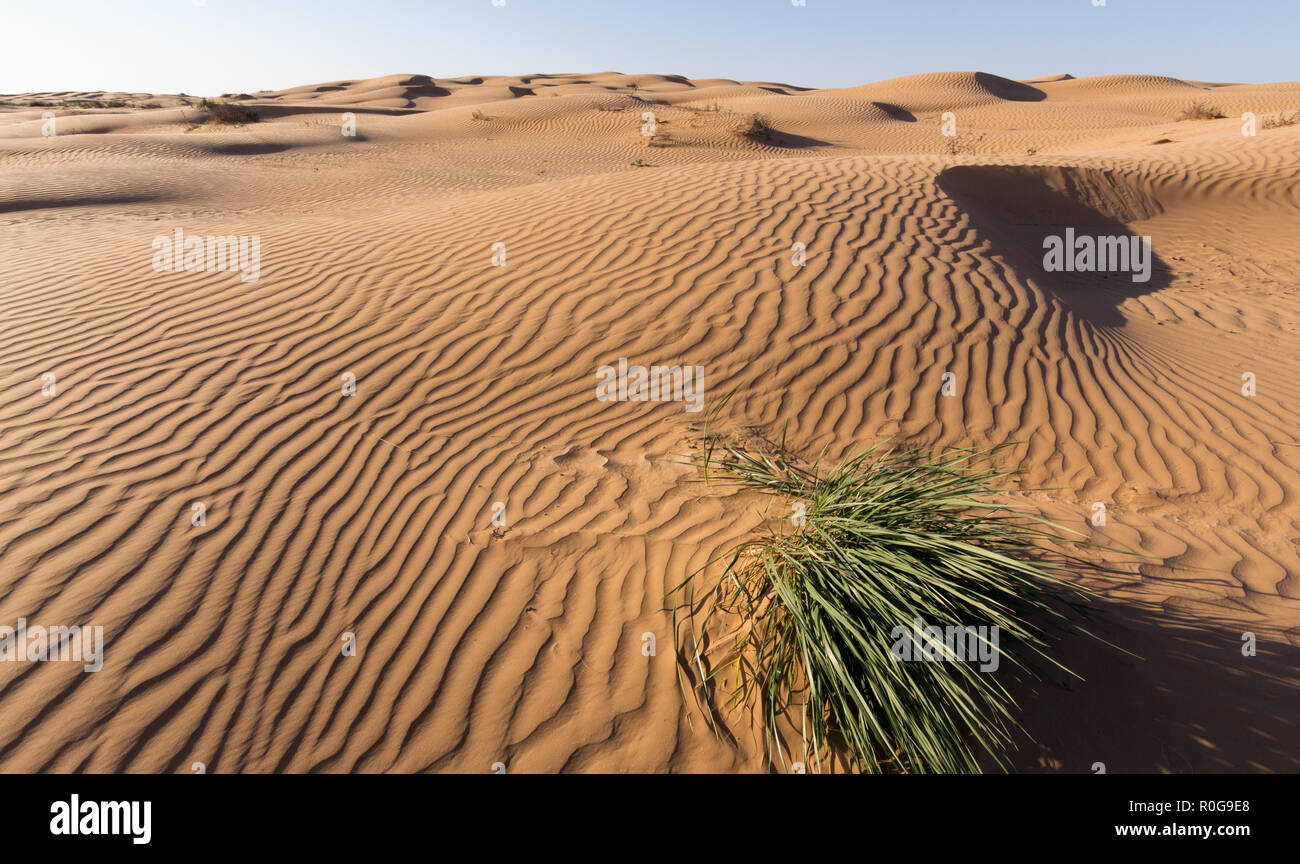 Sand dunes in the Russian desert, Russia, Astrakhan Stock Photo - Alamy