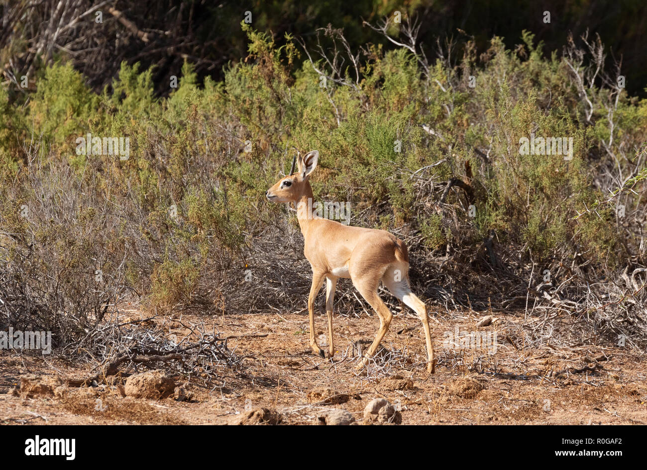 Small african antelope hi-res stock photography and images - Alamy
