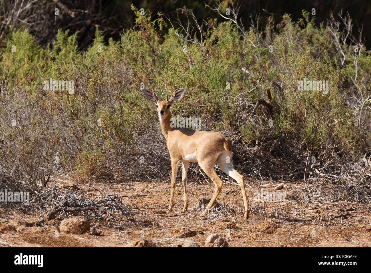 Steenbok aka Steinbuck or Steinbok, Raphicerus campestris, a small ...