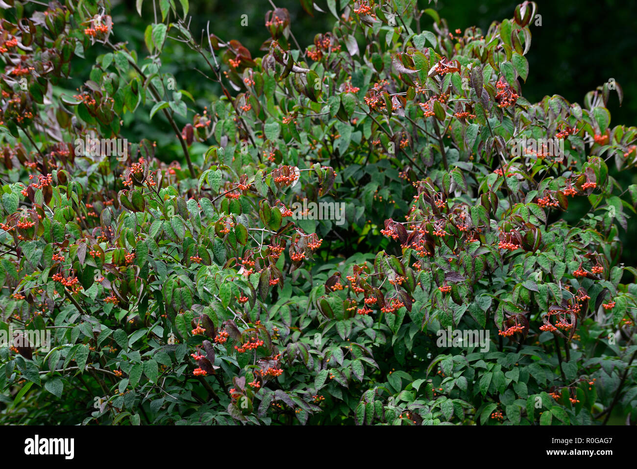 Viburnum setigerum,tea viburnum,red,berries,berrys,autumn,fall,fruit ...