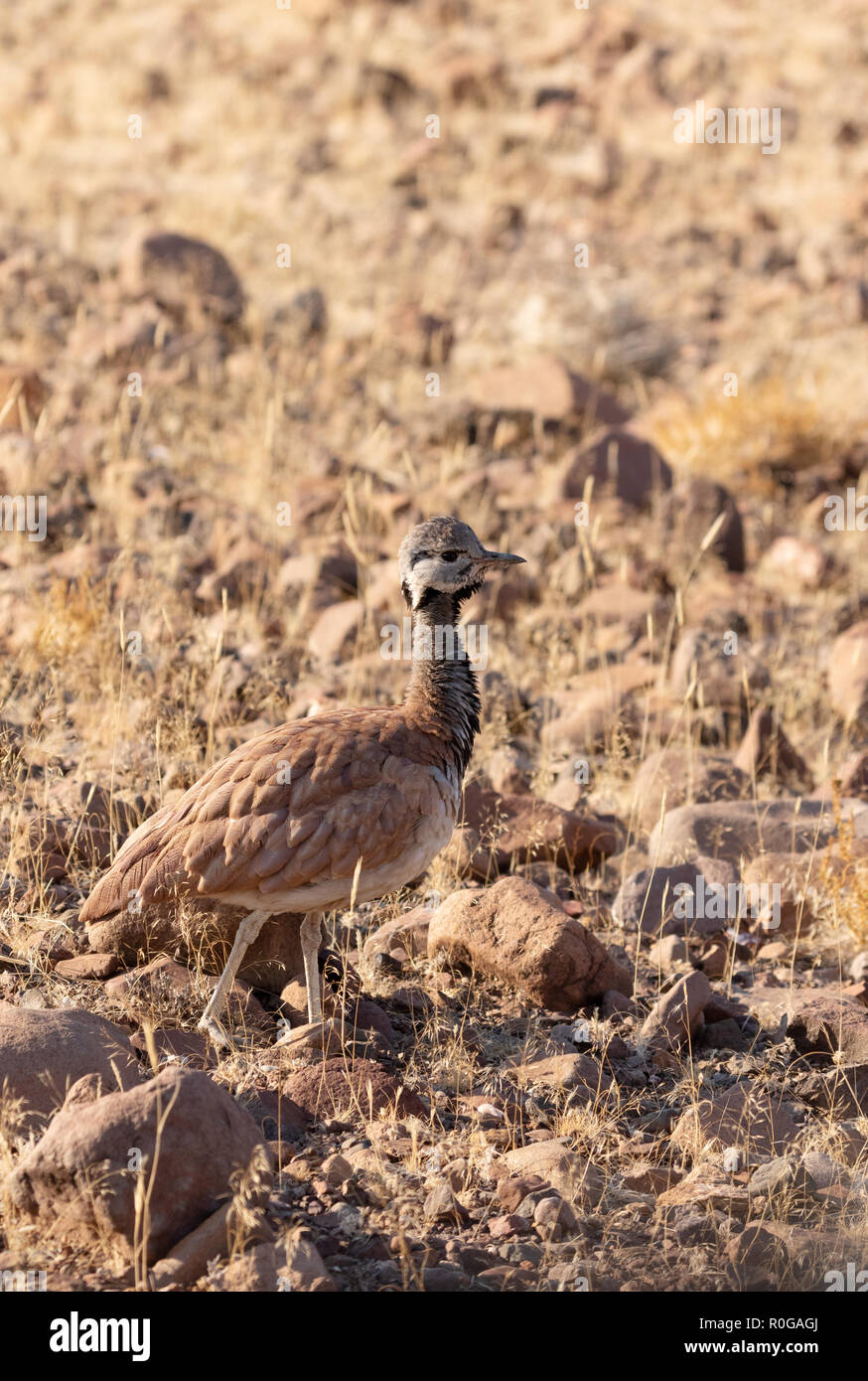 Namibian birds hi-res stock photography and images - Alamy