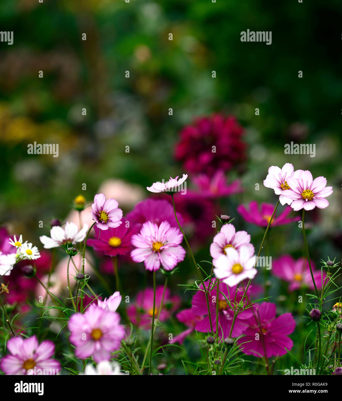 Annual floral display hi-res stock photography and images - Alamy