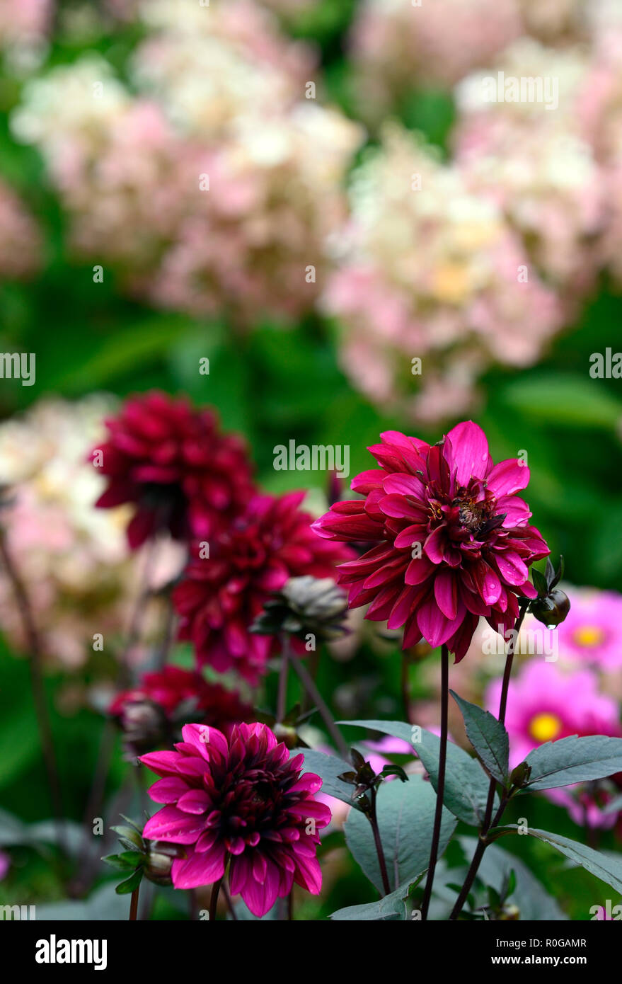 Admiral rawlings hi-res stock photography and images - Alamy