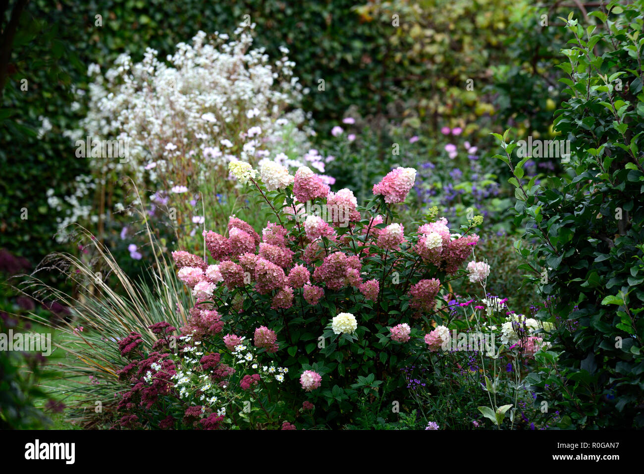 Hydrangea paniculata Vanille Fraise,pink,panicle,flower,flowers ...