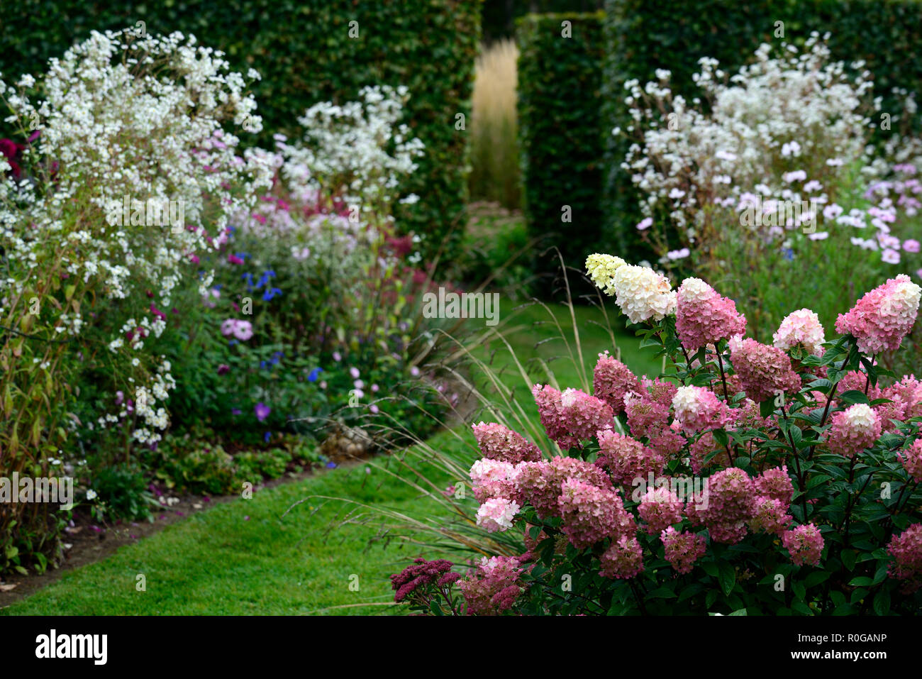 Hydrangea paniculata Vanille Fraise,pink,panicle,flower,flowers ...