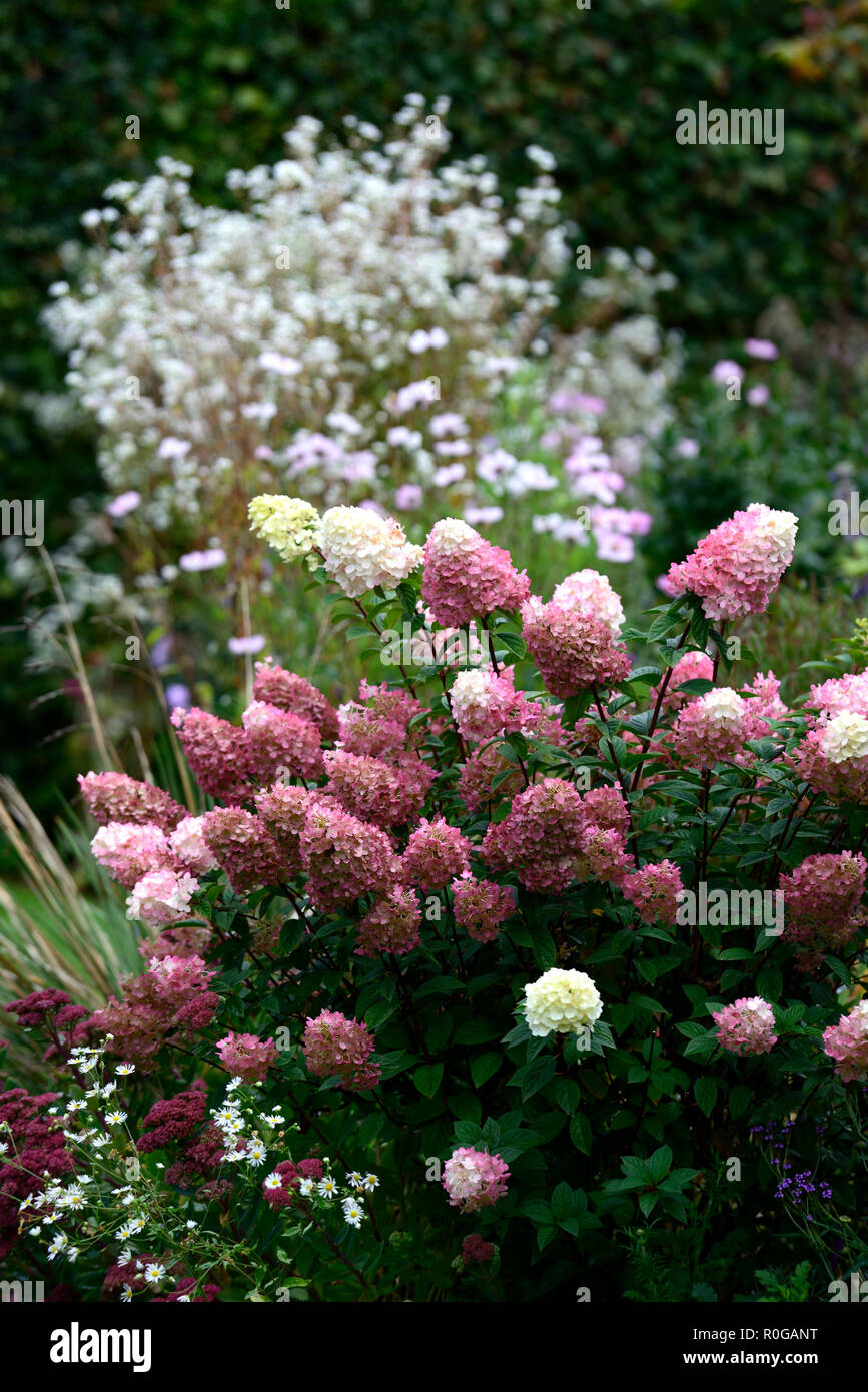 Hydrangea paniculata Vanille Fraise,pink,panicle,flower,flowers ...