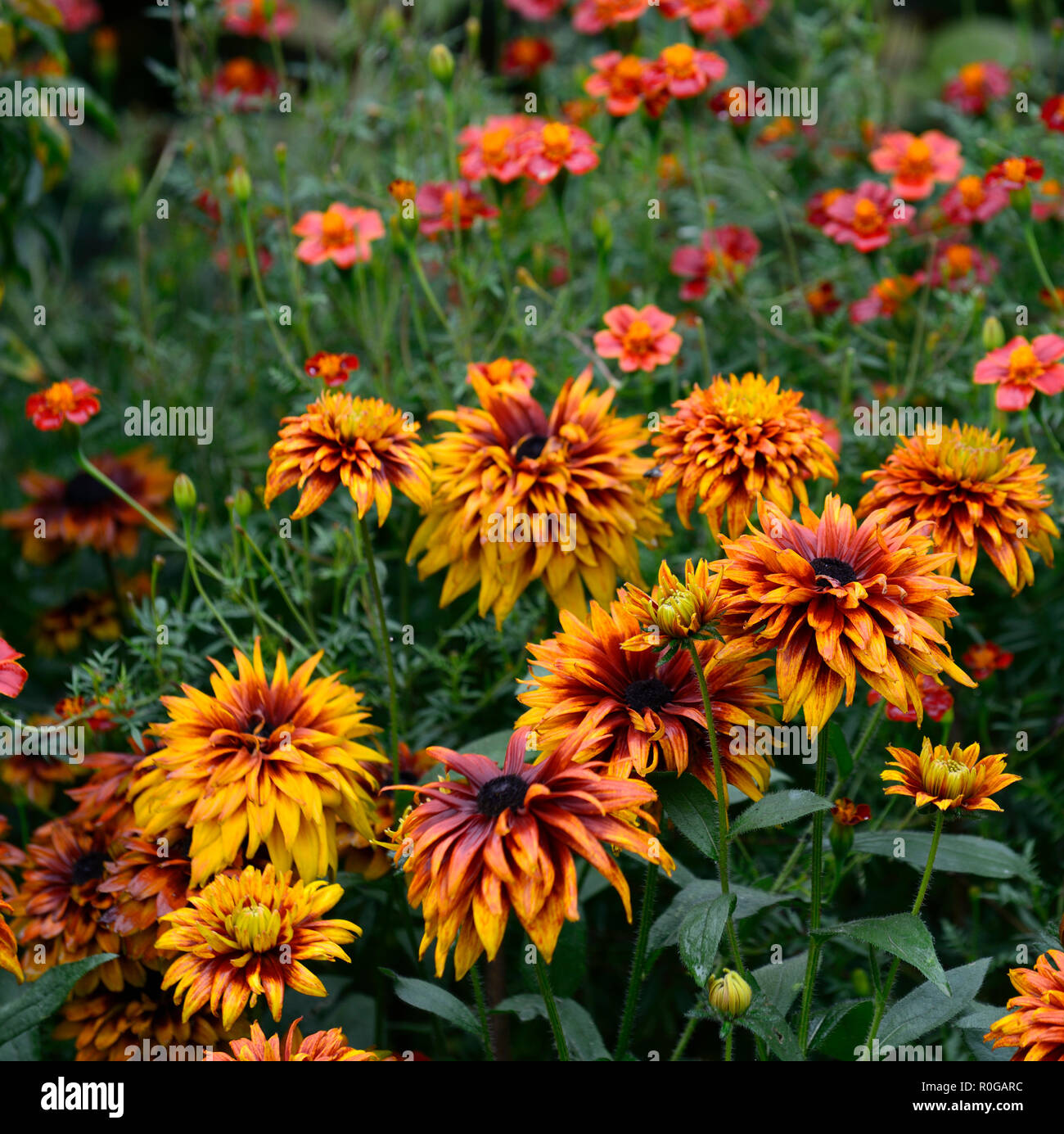 Rudbeckia hirta cherokee sunset hi-res stock photography and images - Alamy