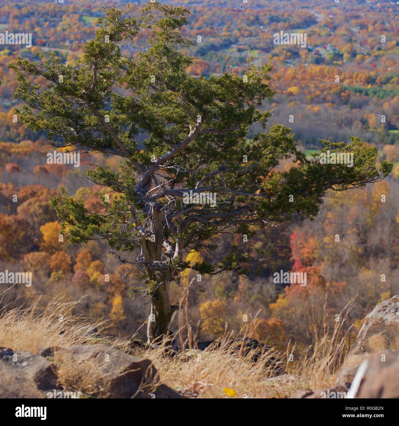 Opposite colors in nature hi-res stock photography and images - Alamy