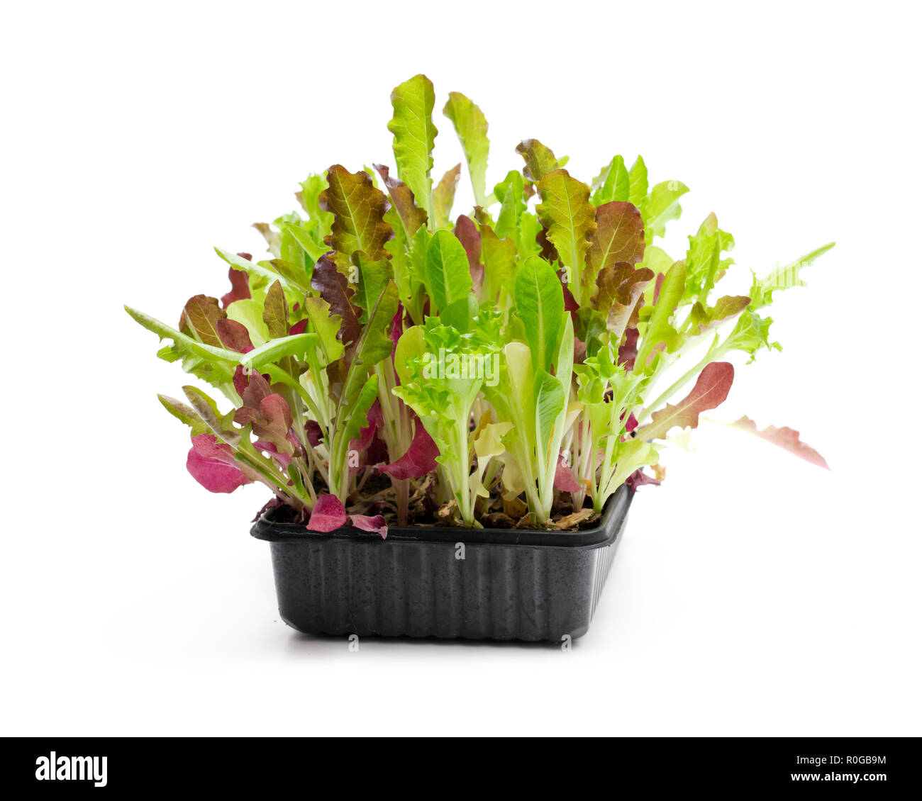 Tray of soil Cut Out Stock Images & Pictures - Alamy