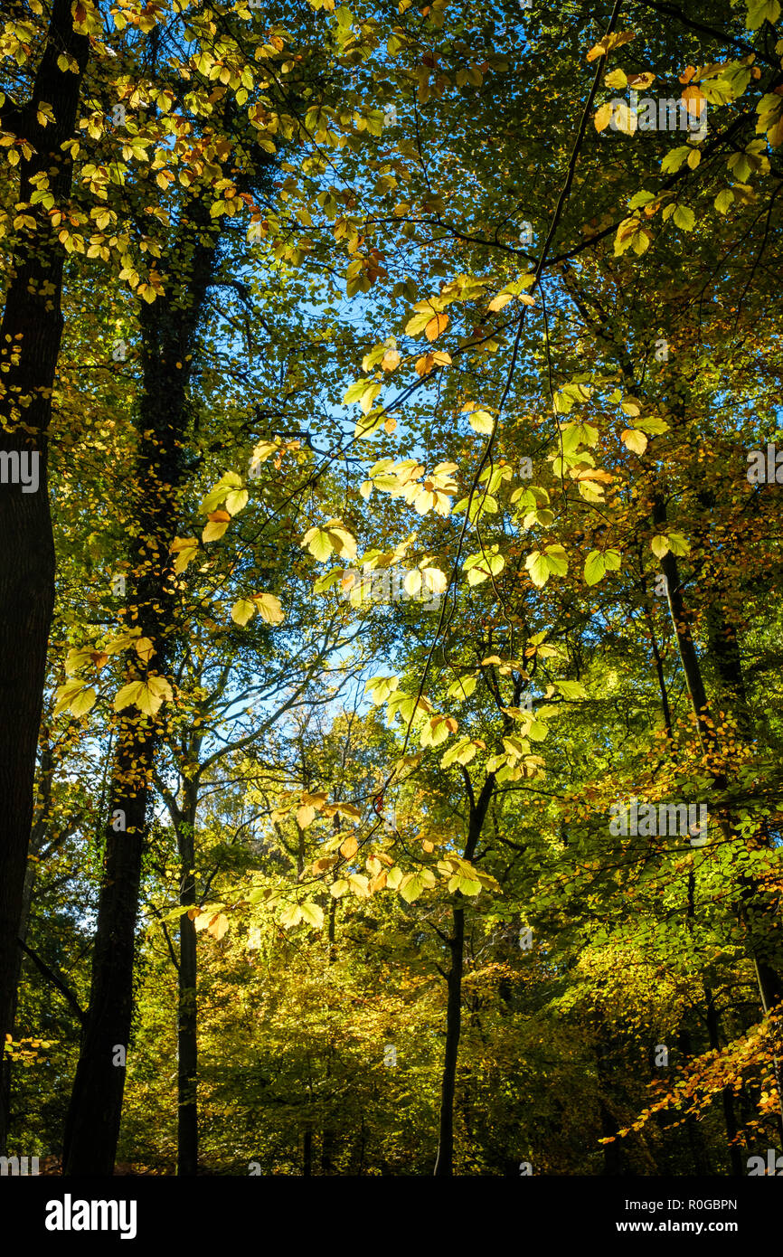 Forest of dean autumn hi-res stock photography and images - Alamy