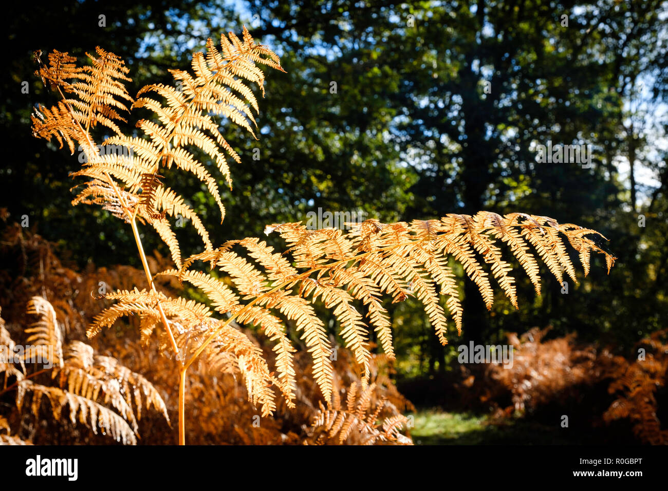 Forest of dean autumn hi-res stock photography and images - Alamy