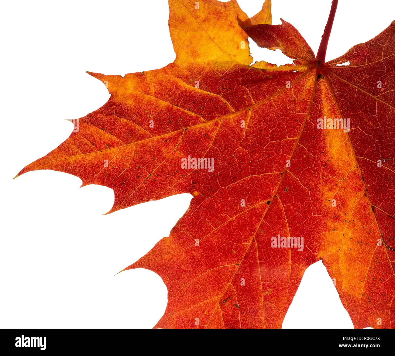 Magnified leaf hi-res stock photography and images - Alamy