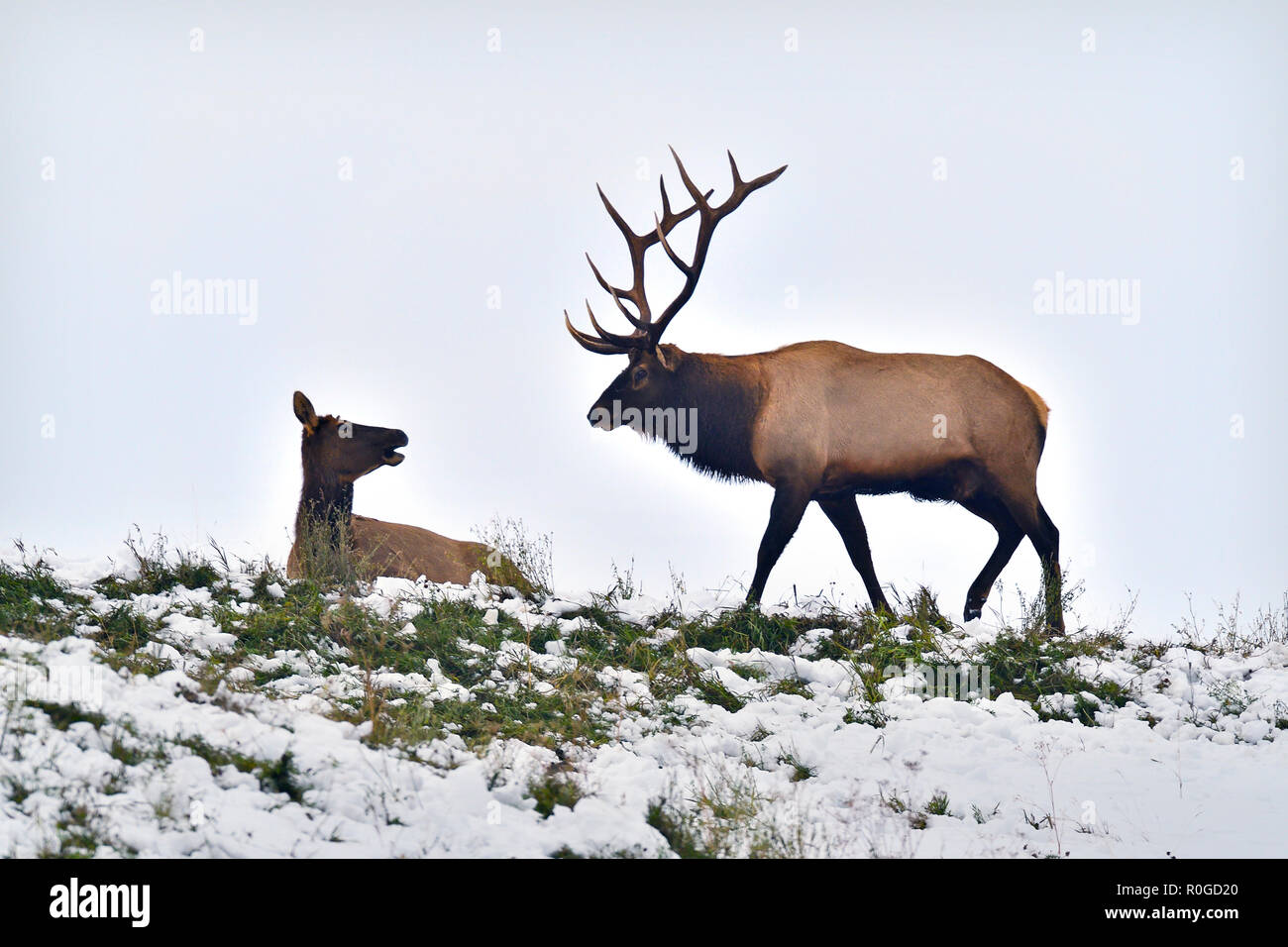 Bull mating with cow hi-res stock photography and images - Alamy