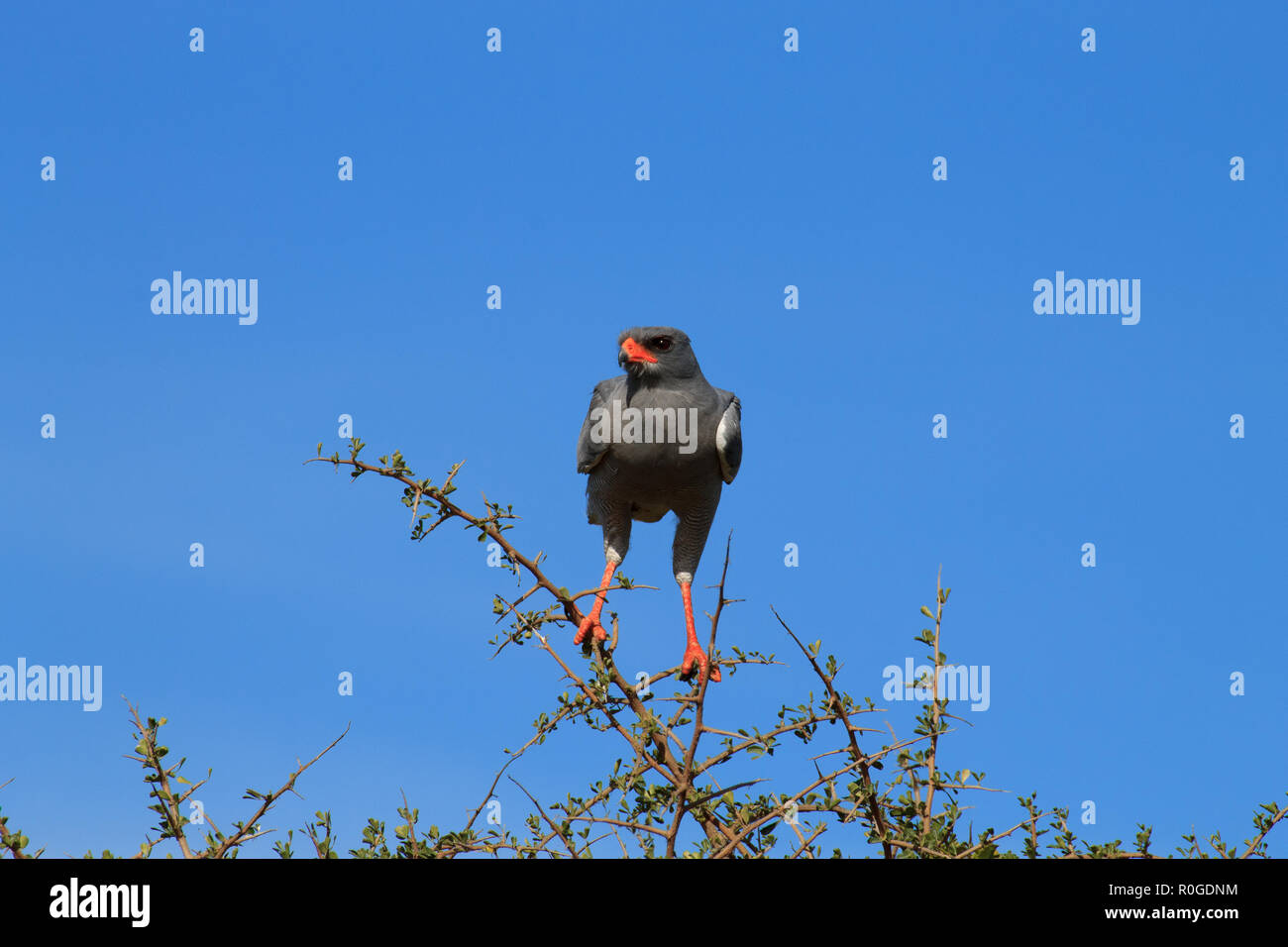 South african bird. Pale chanting goshawk from Addo Elephant National ...