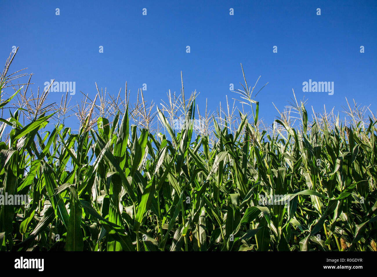 Us farming corn hi-res stock photography and images - Alamy