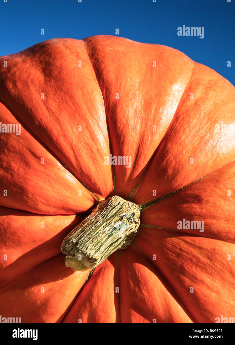 Giant pumpkin close up hi-res stock photography and images - Alamy