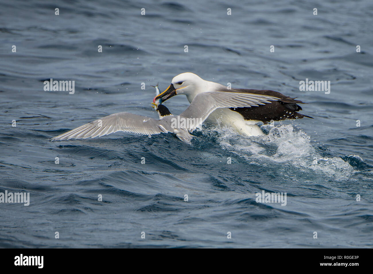 Albatross fish hi-res stock photography and images - Alamy