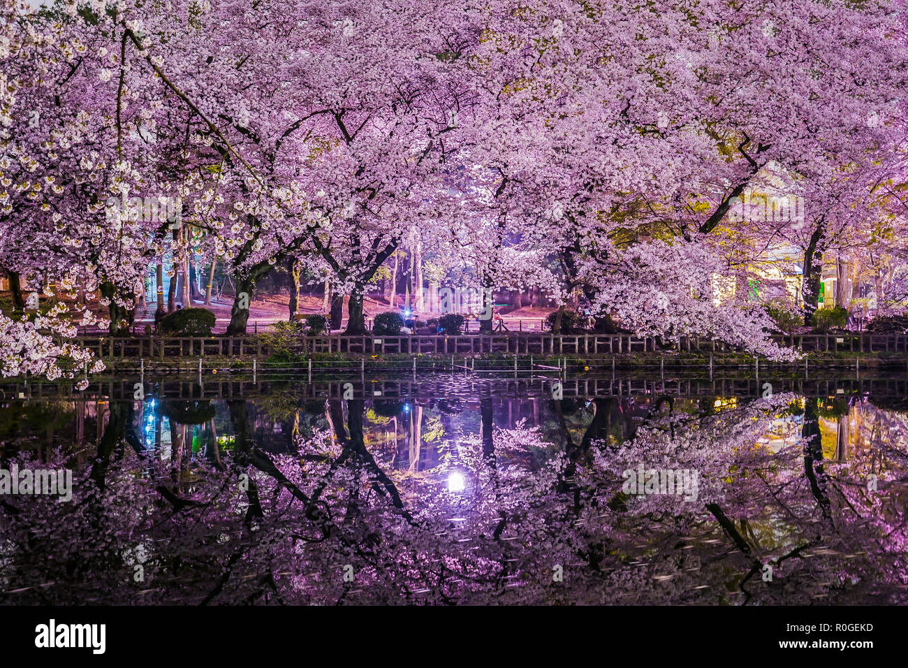 Night view yoshino cherry hi-res stock photography and images - Alamy