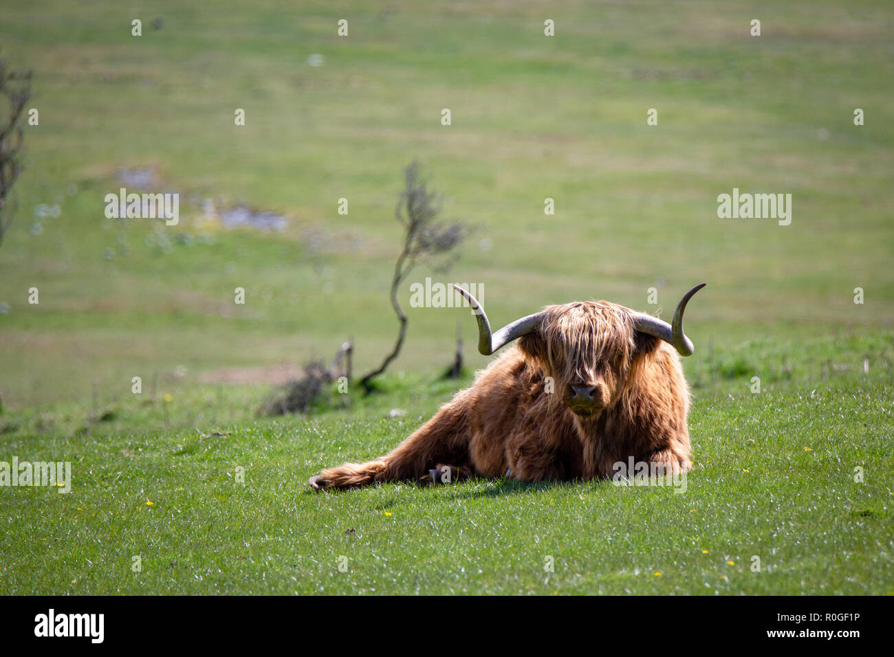 Curly cow hi-res stock photography and images - Alamy