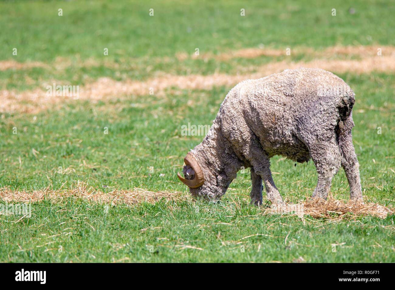 Curly horns sheep hi-res stock photography and images - Alamy