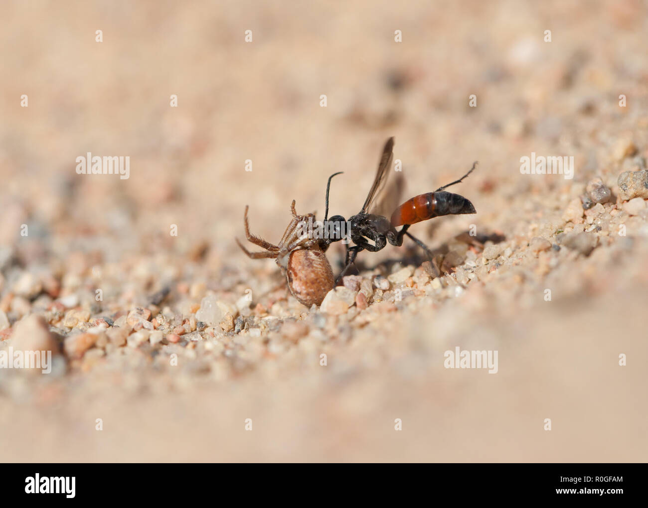 Lesser spider crab hi-res stock photography and images - Alamy
