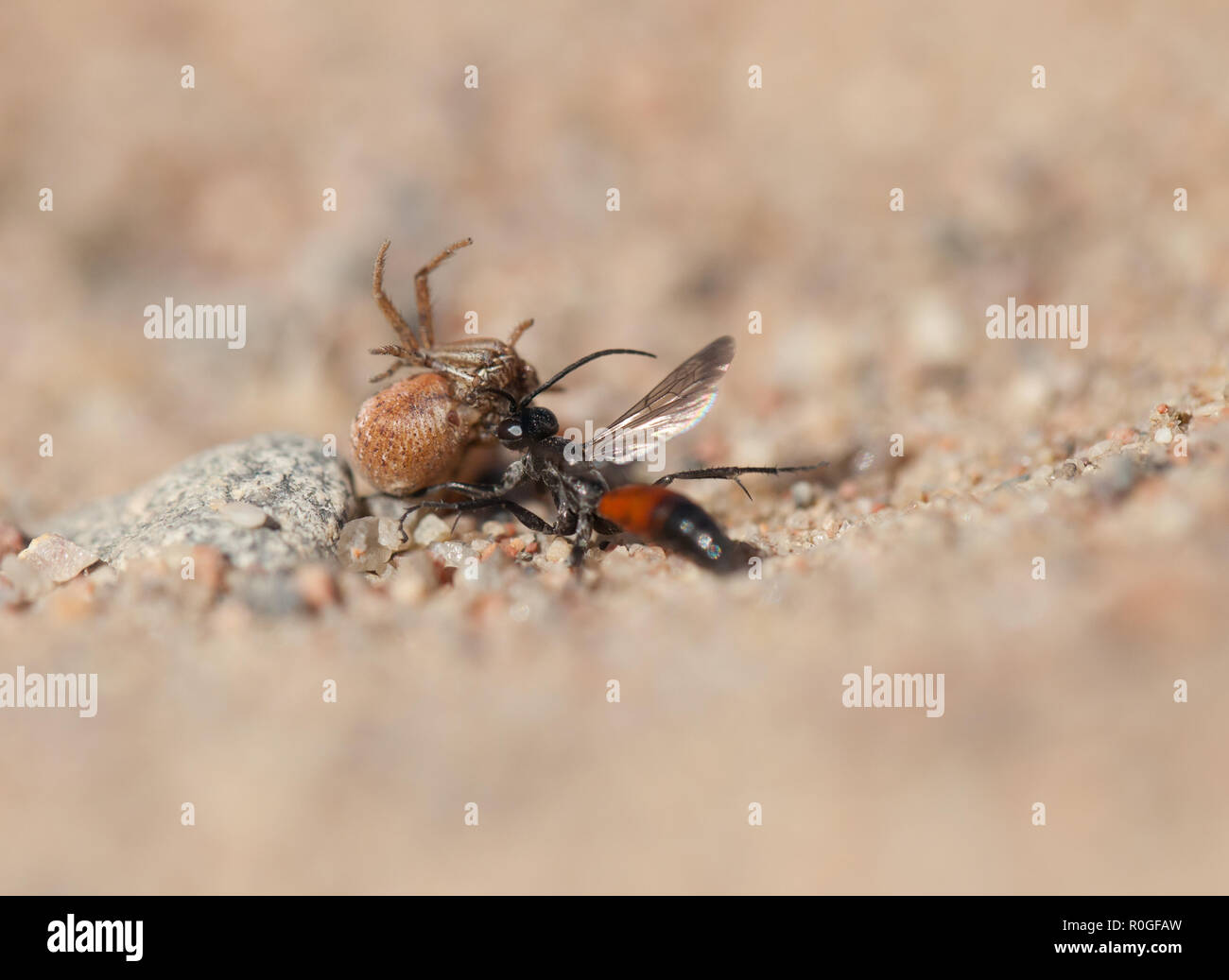 Lesser spider wasp with prey (crab spider Stock Photo - Alamy
