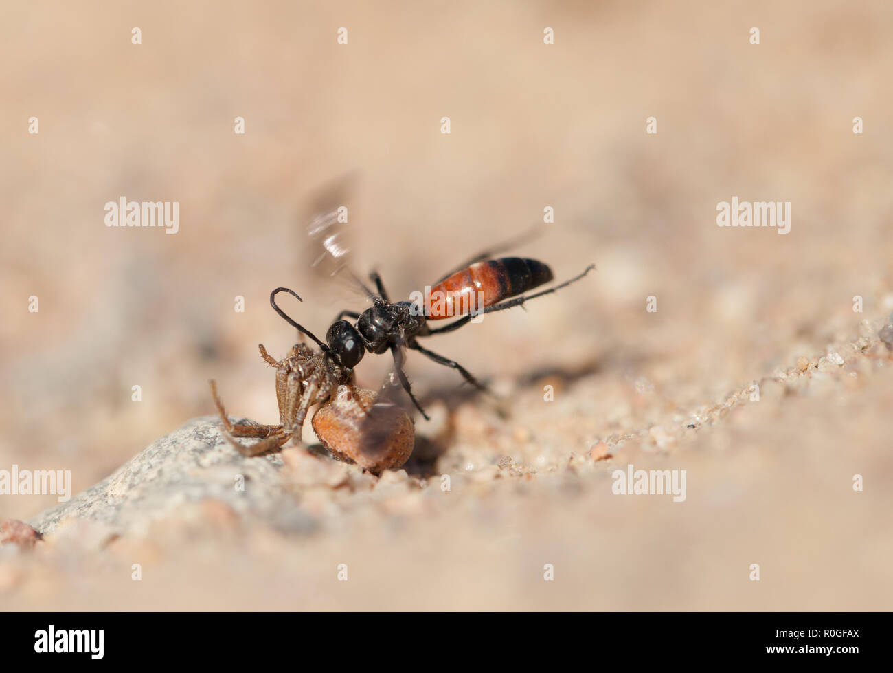 Lesser spider crab hi-res stock photography and images - Alamy
