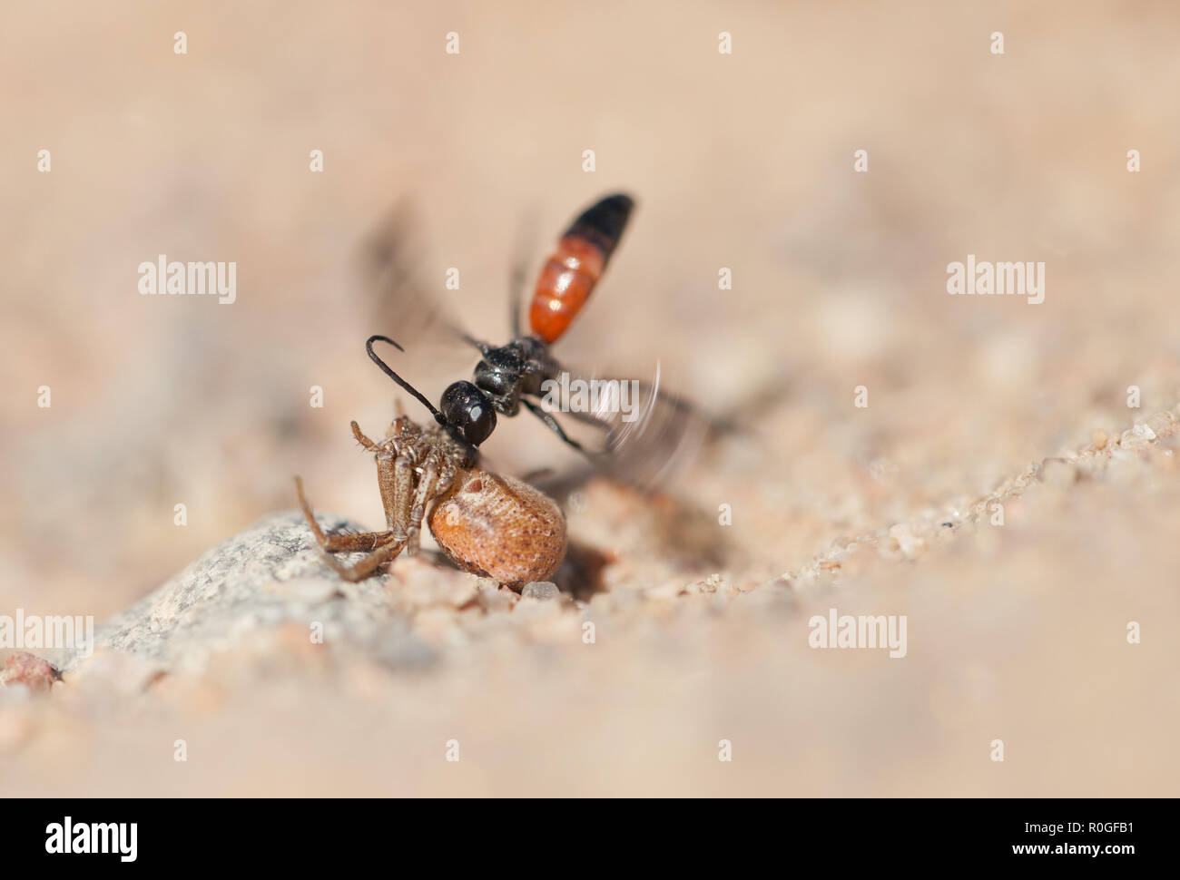 Lesser spider wasp with prey (crab spider Stock Photo - Alamy