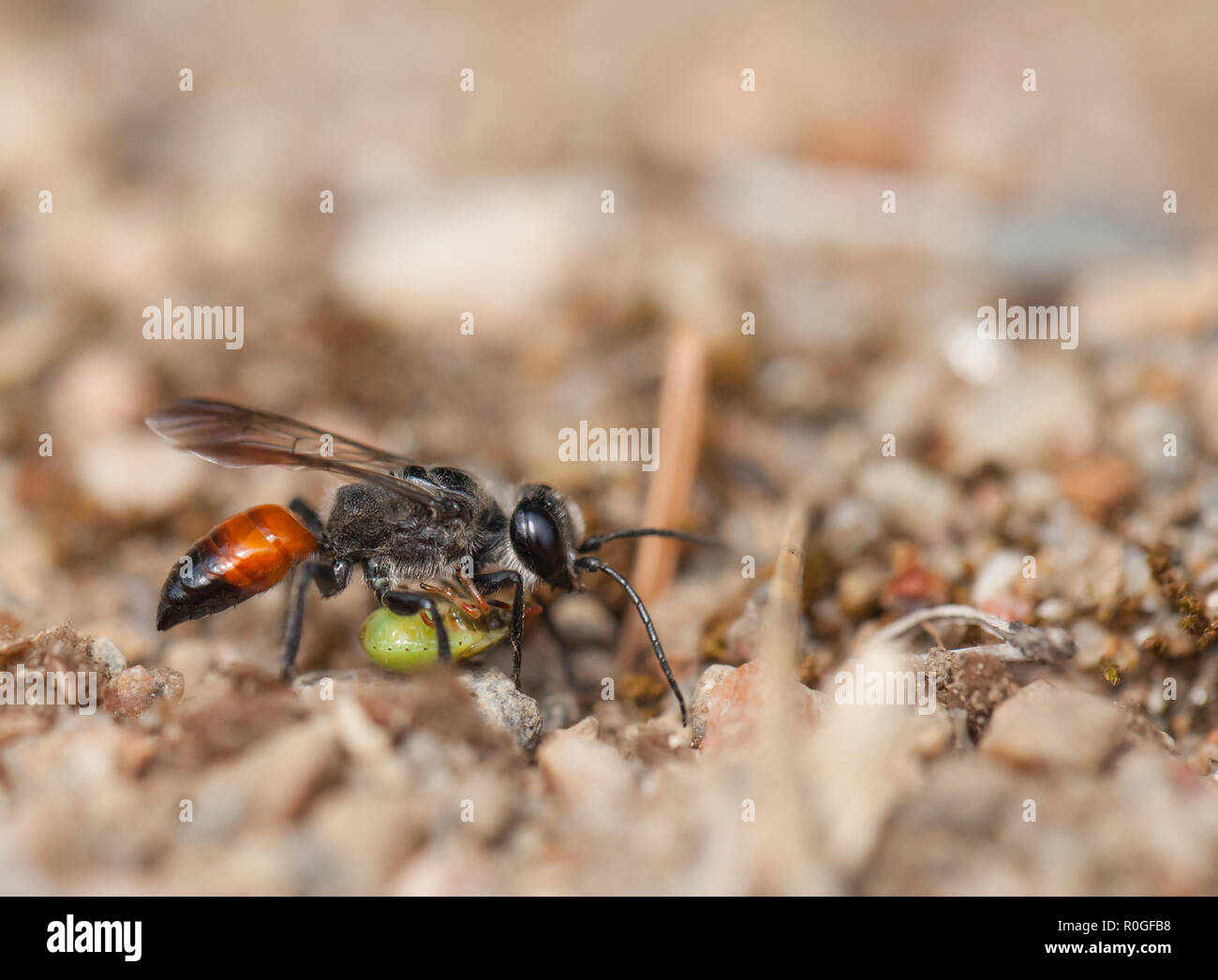 Digger wasp astata boops hi-res stock photography and images - Alamy
