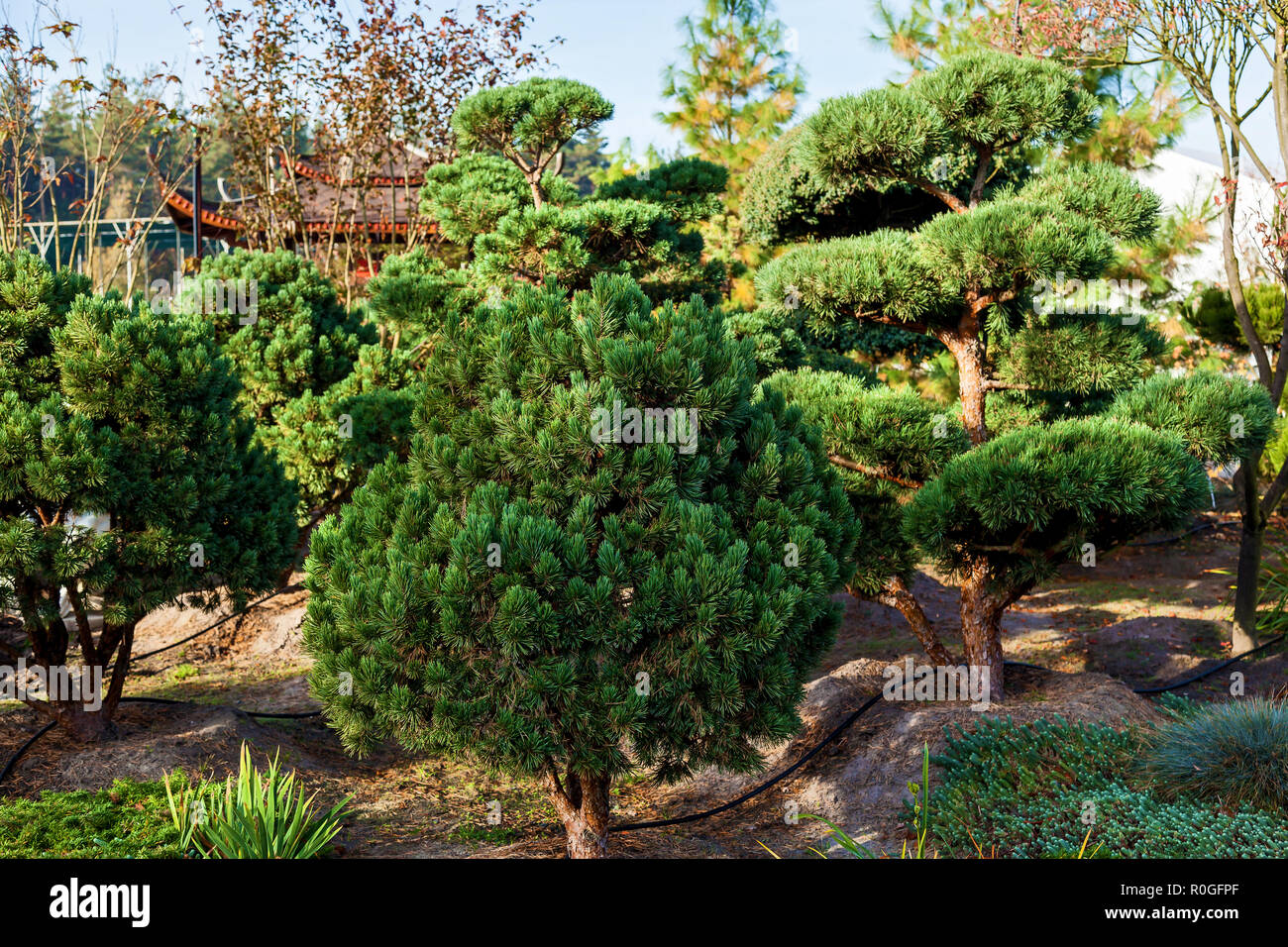 Rows of Bansai trees in a garden center selling plants. Seedlings of ...