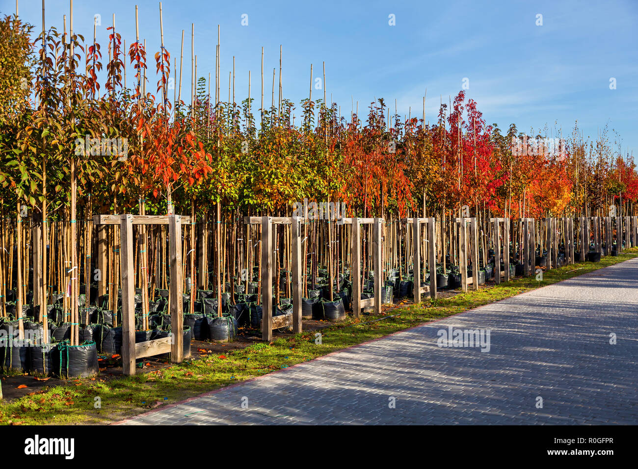 Rows of deciduous trees in the garden center selling plants. Seedlings ...