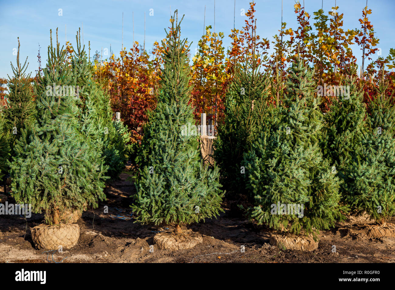 A number of firs in the garden center selling plants. Seedlings of ...