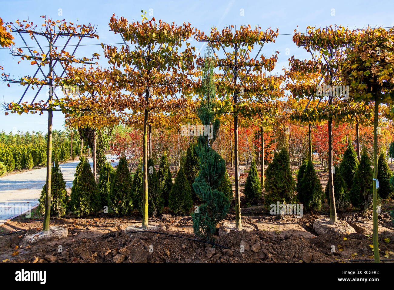 Rows of deciduous trees in the garden center selling plants. Seedlings ...
