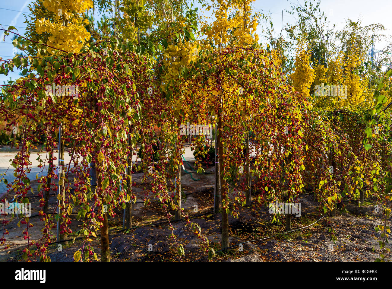 Rows of deciduous trees in the garden center selling plants. Seedlings ...