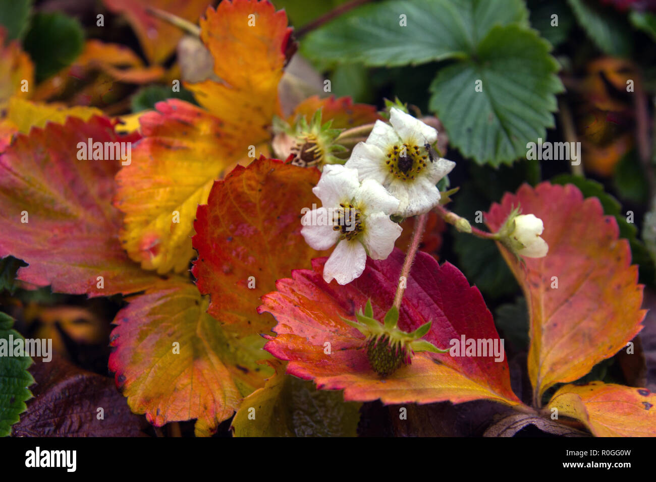 Strawberry blooms in late autumn in the garden Stock Photo - Alamy