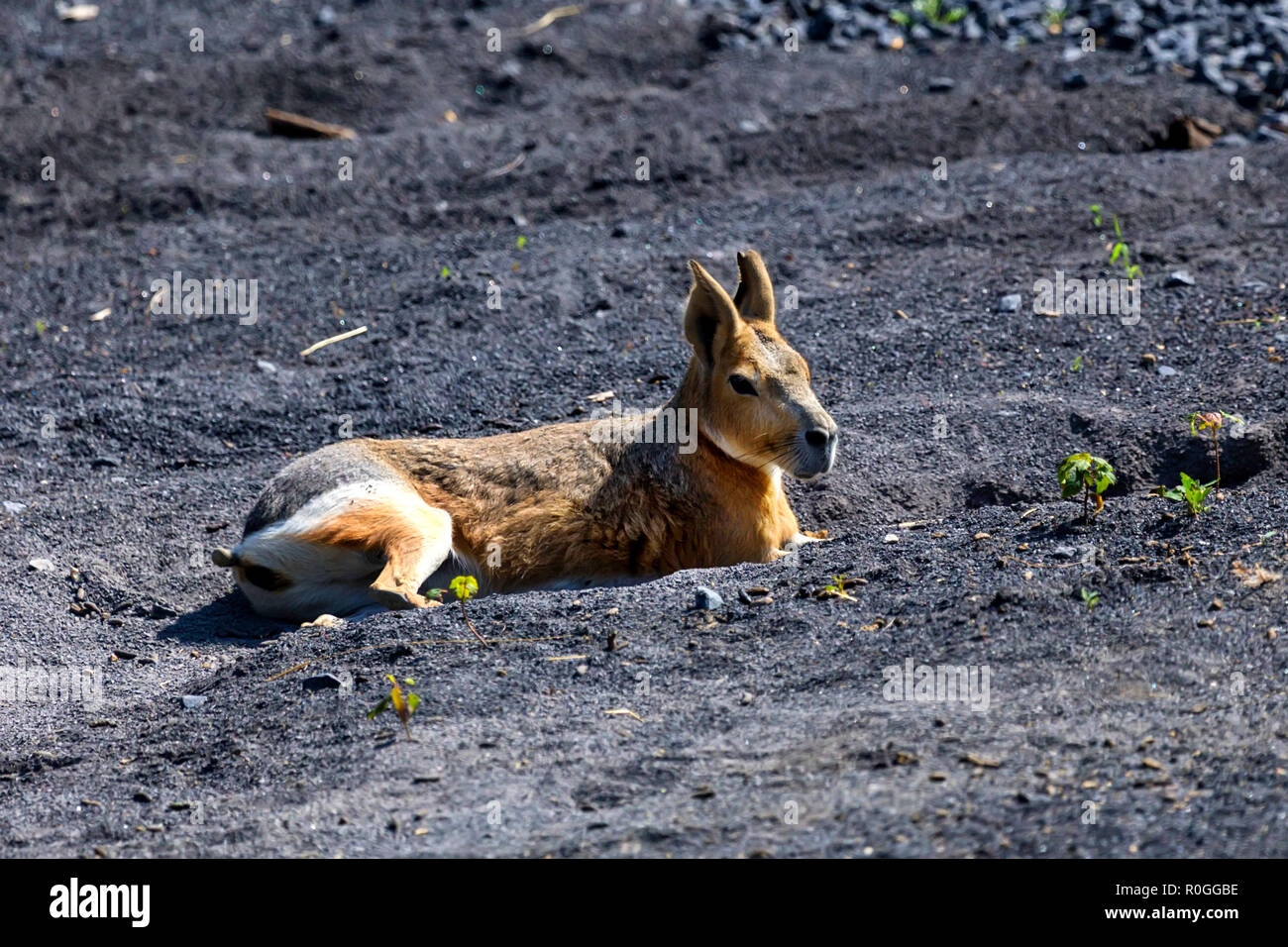 Patagonian Rabbit High Resolution Stock Photography and Images - Alamy