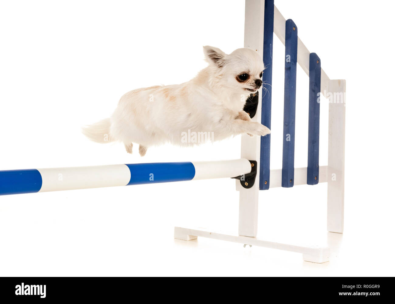 training of agility in front of white background Stock Photo - Alamy